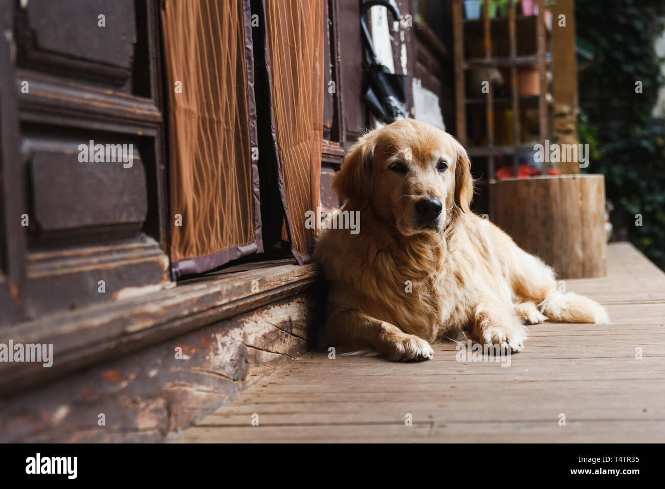 Golden Retriever dog guards home Stock Photo - Alamy