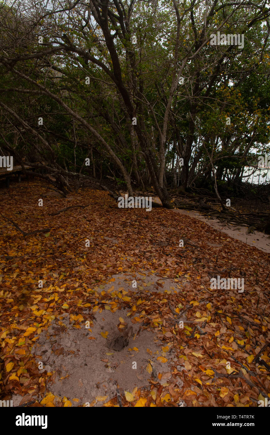 House In A Green Thicket High Resolution Stock Photography and Images ...