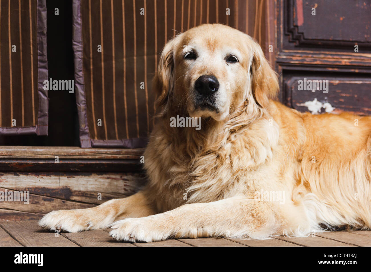 Lie guards hi-res stock photography and images - Alamy