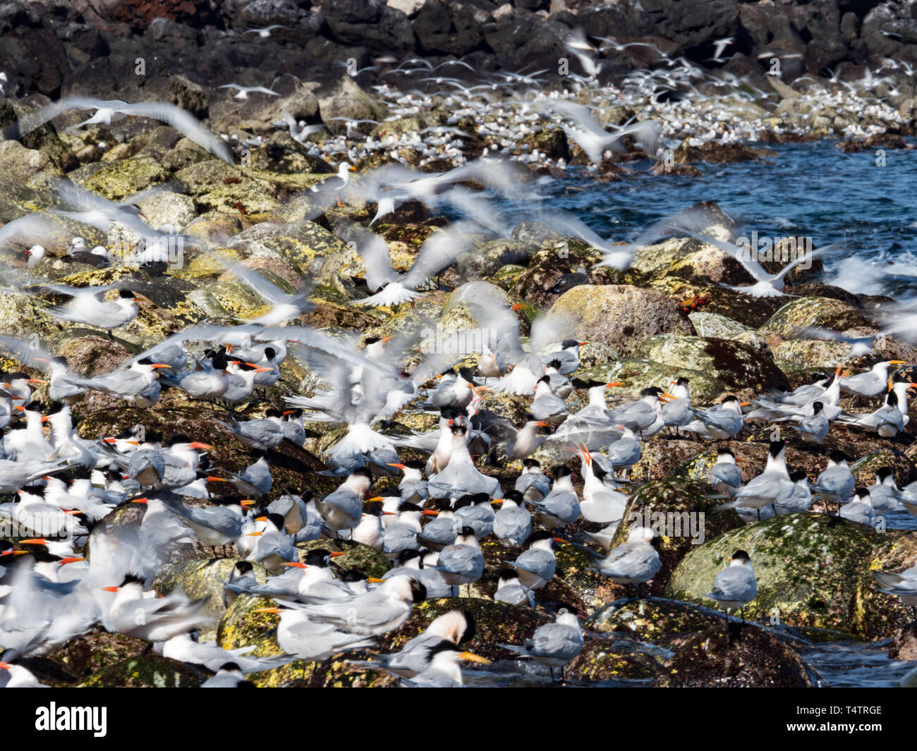 Elegant terns, Thalasseus elegans, massing at their nesting site at ...