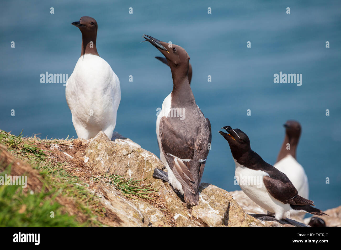 Razorbill wales hi-res stock photography and images - Alamy