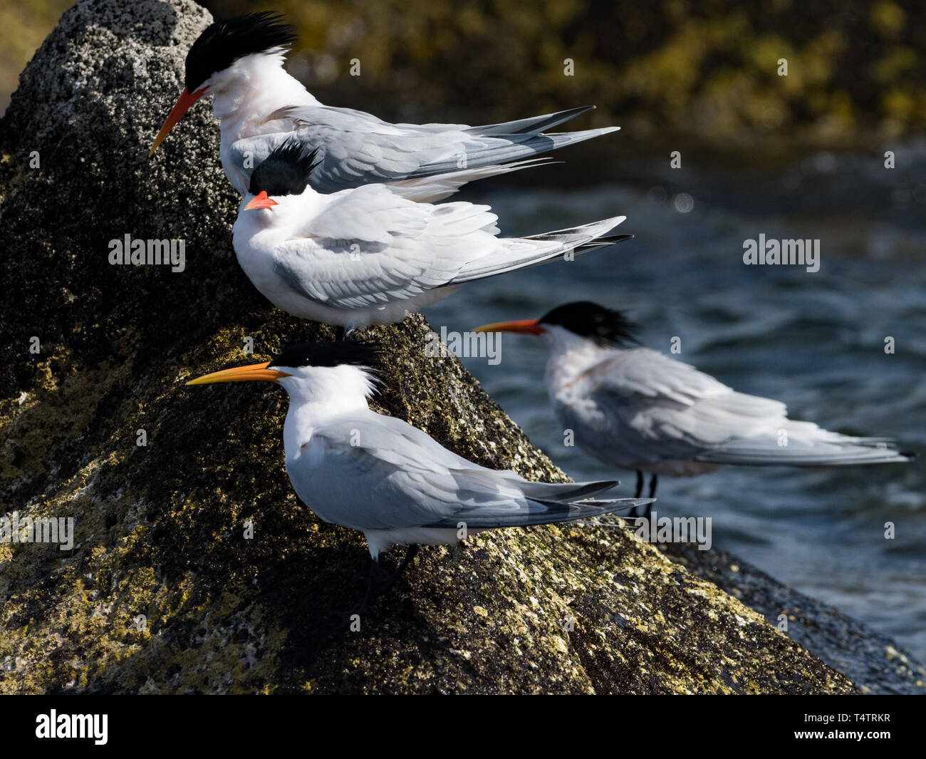Elegant terns, Thalasseus elegans, massing at their nesting site at ...