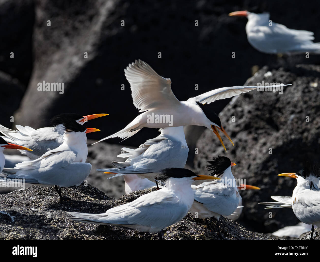 Elegant terns, Thalasseus elegans, massing at their nesting site at ...