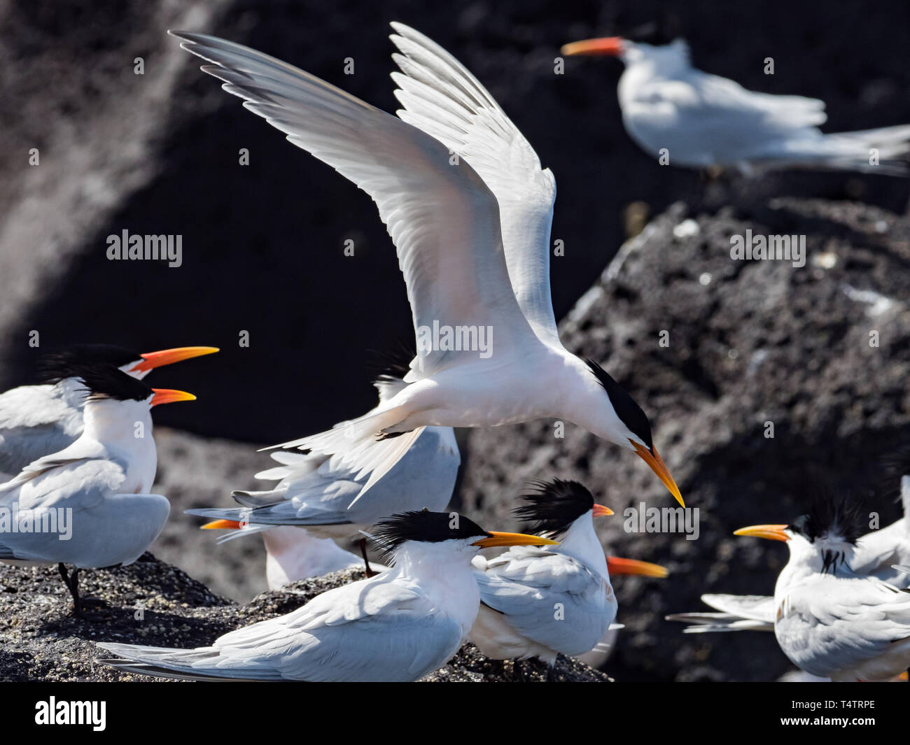 Elegant terns, Thalasseus elegans, massing at their nesting site at ...