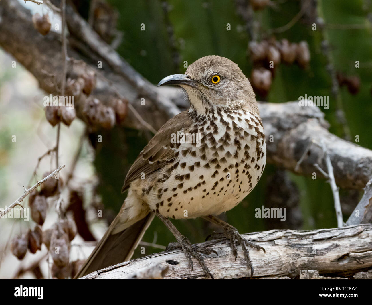 Gray thrasher, Toxostoma cinereum, a beautiful and exciting endemic ...