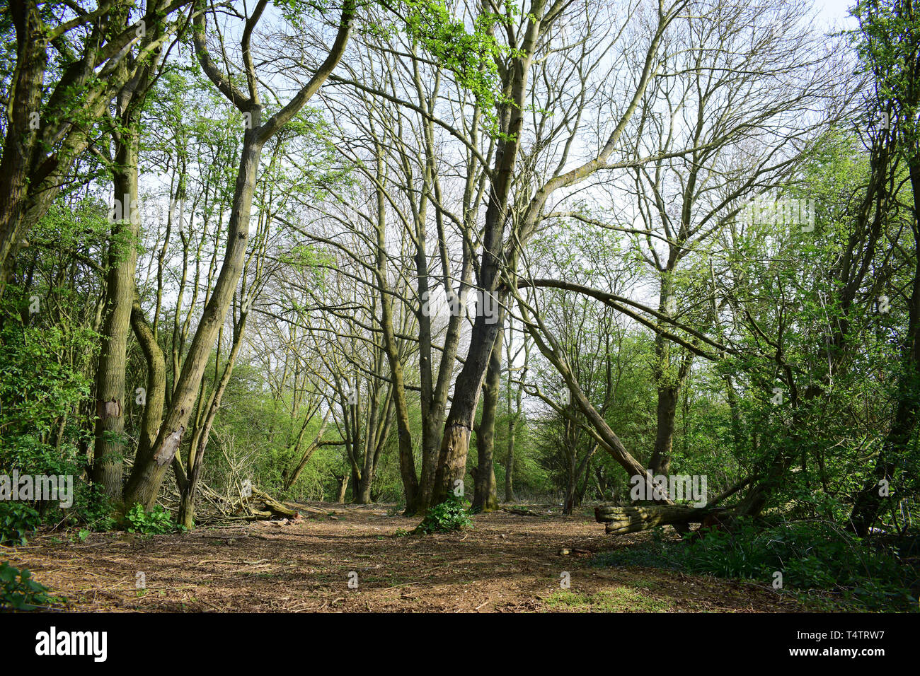 Many Trees High Resolution Stock Photography and Images - Alamy