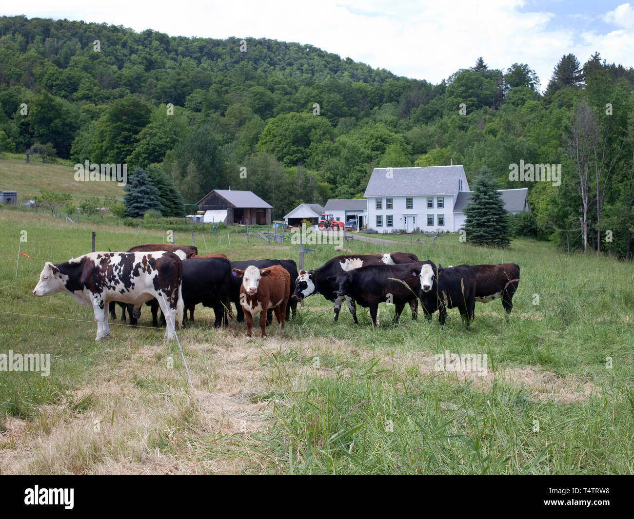 Vermont farm cows hi-res stock photography and images - Alamy