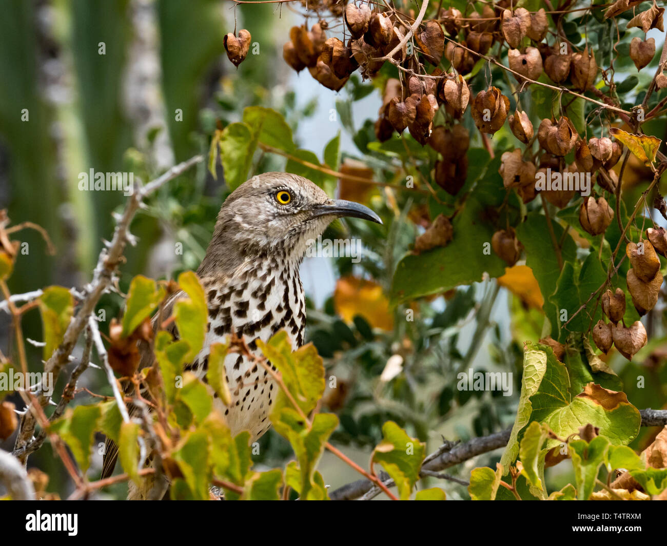 Gray thrasher, Toxostoma cinereum, a beautiful and exciting endemic ...