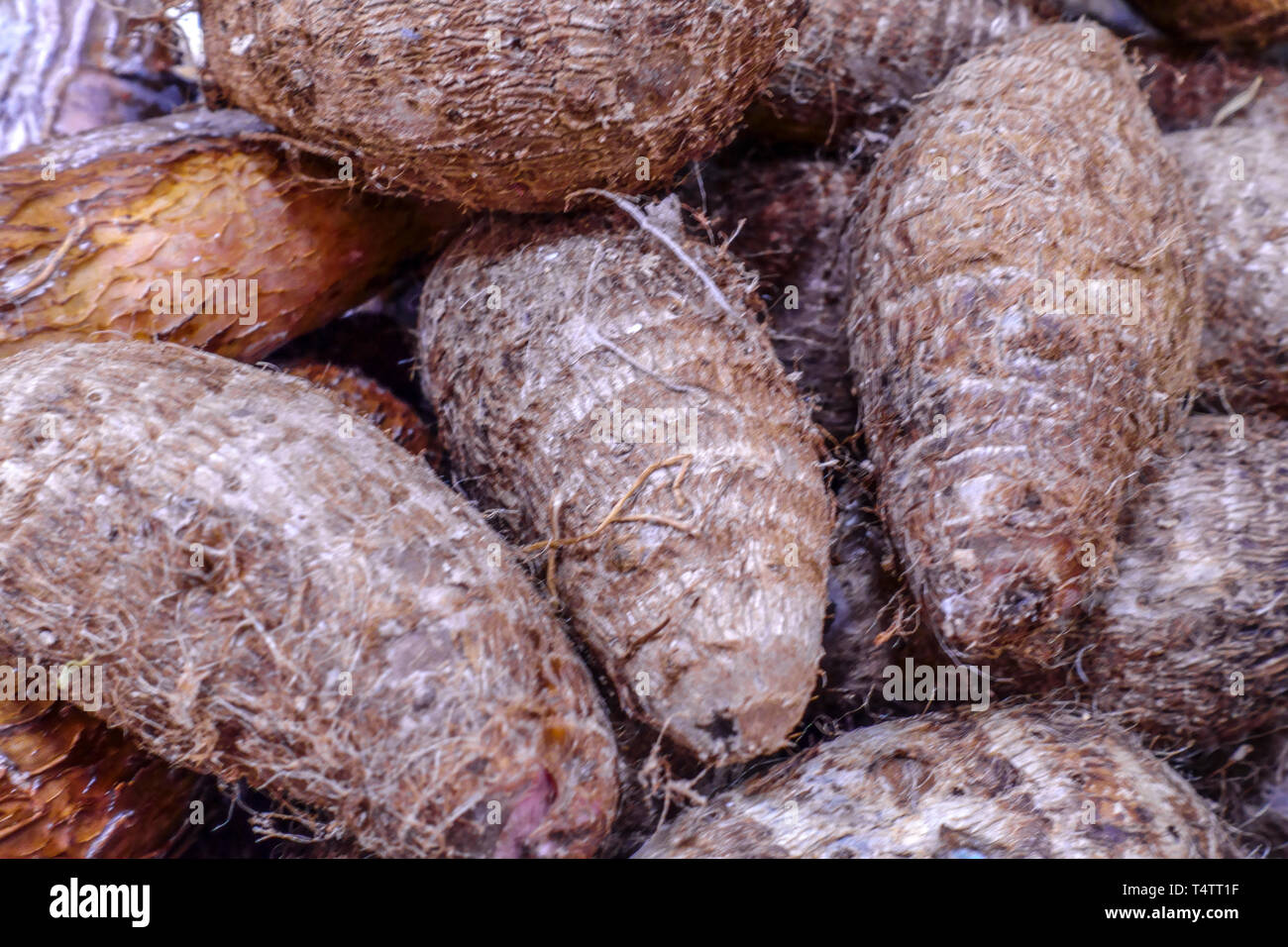 Taro root hi-res stock photography and images - Alamy