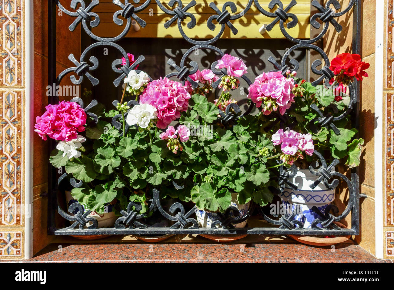 Spain flowers in pots, windowsill flower Window, Grille pelargoniums in ...