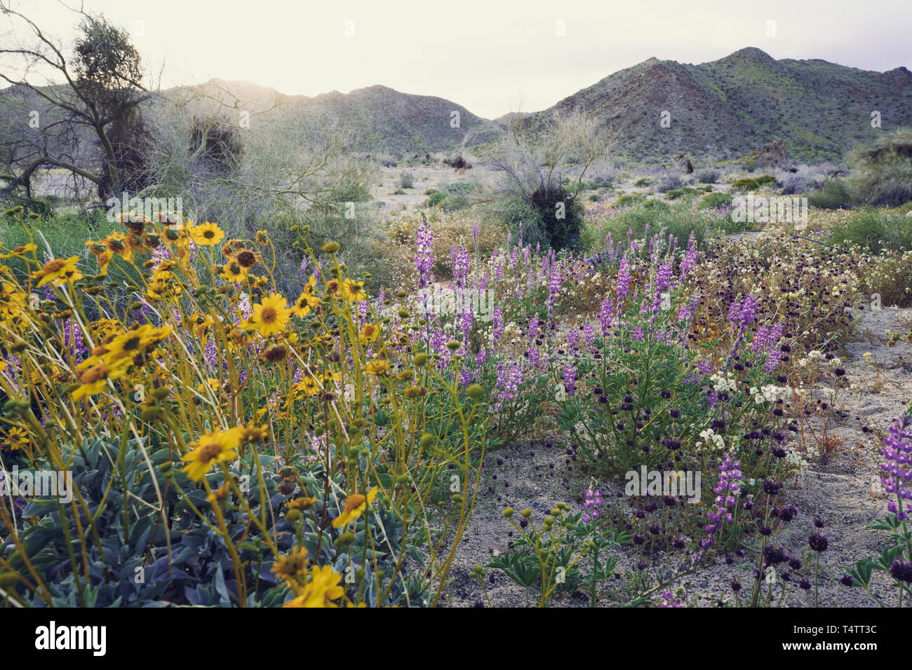 Beautiful mixed wildflowers in the desert in Joshua Tree National Park ...