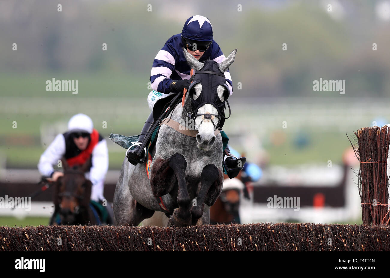 Mares chase cheltenham hi-res stock photography and images - Alamy
