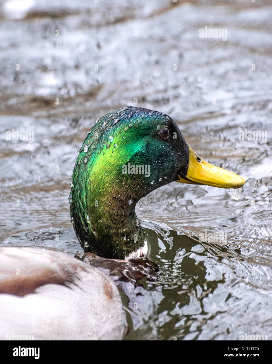 Submerged Ducks High Resolution Stock Photography and Images - Alamy