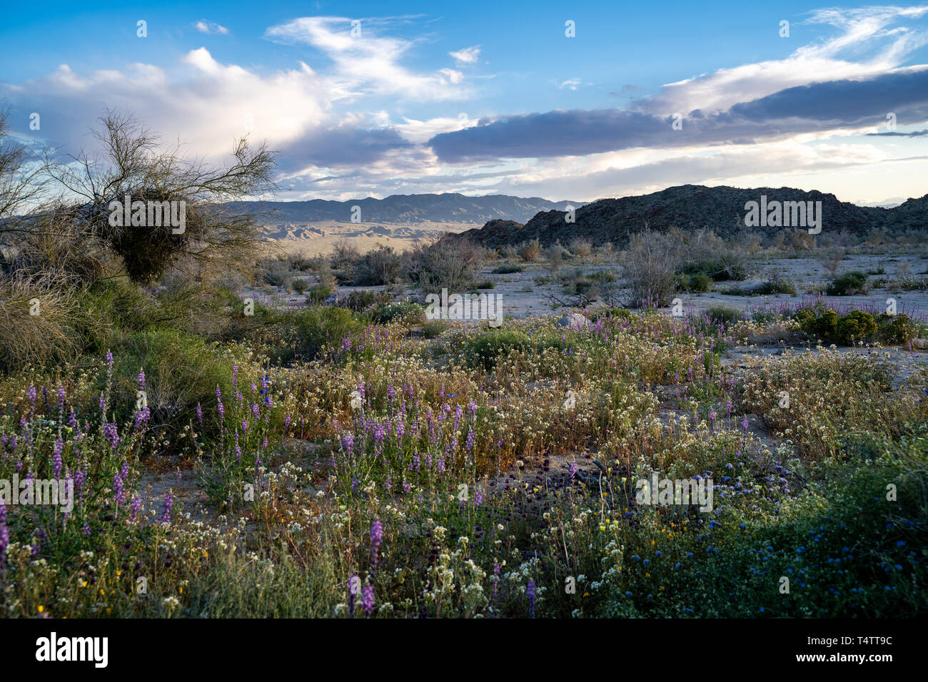 Mixed desert wildflowers in Joshua Tree National Park at sunset during ...