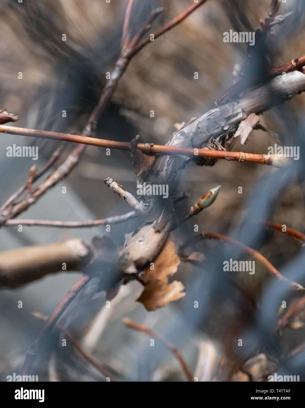 Beauty behind bars hi-res stock photography and images - Alamy