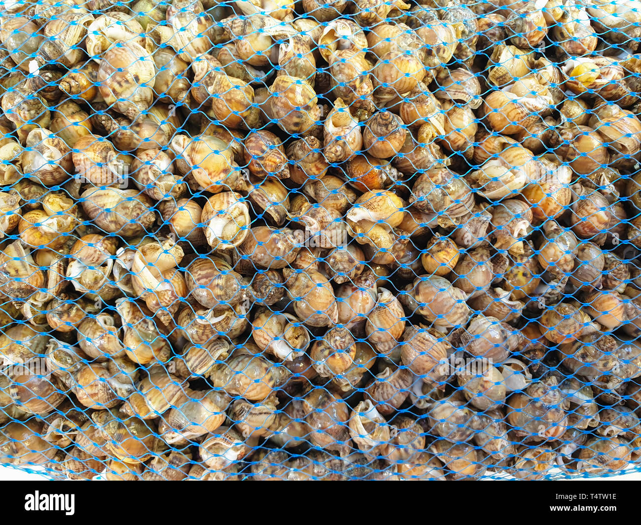 Plastic snails hi-res stock photography and images - Alamy