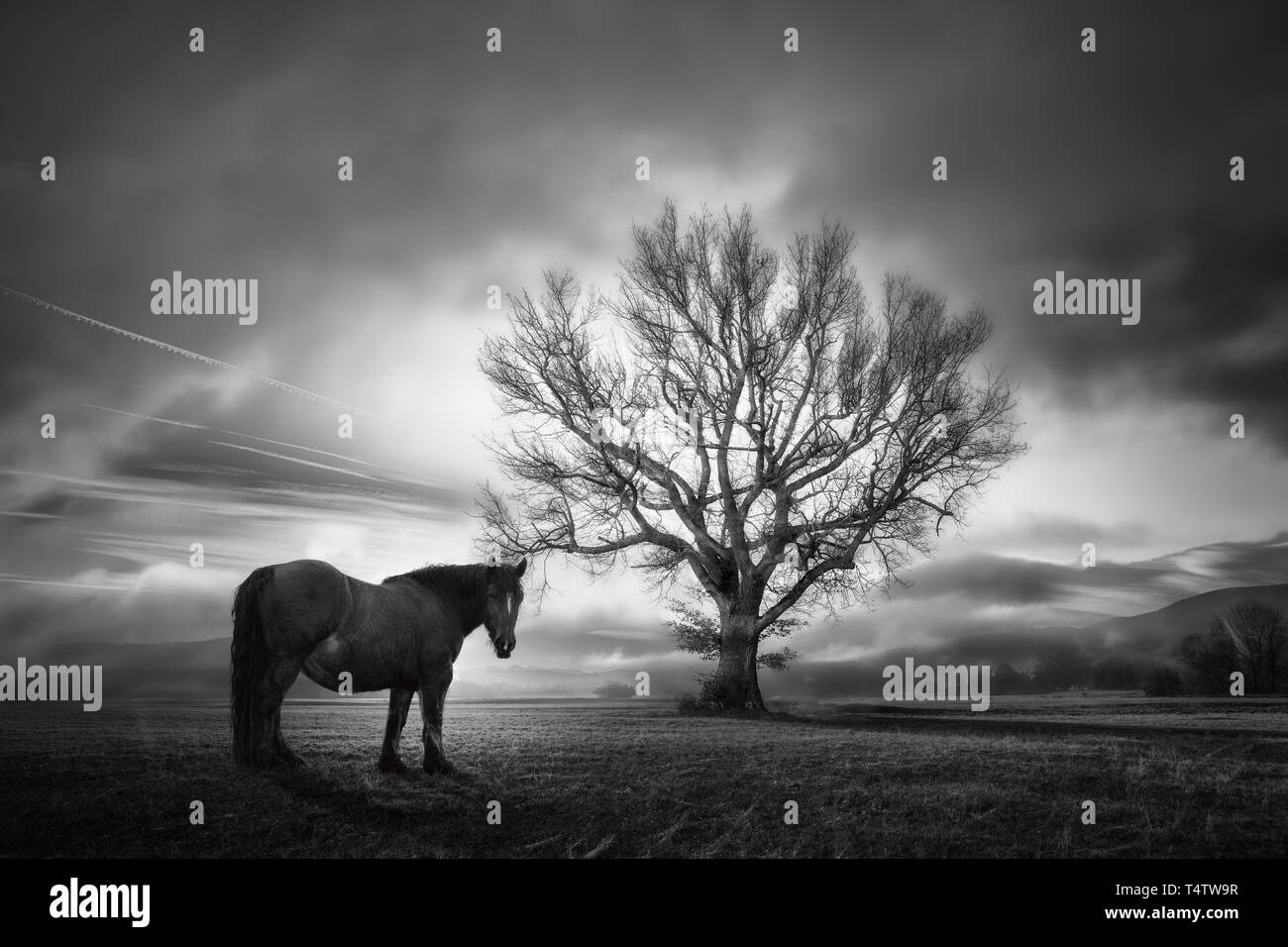 a horse and a tree Stock Photo - Alamy