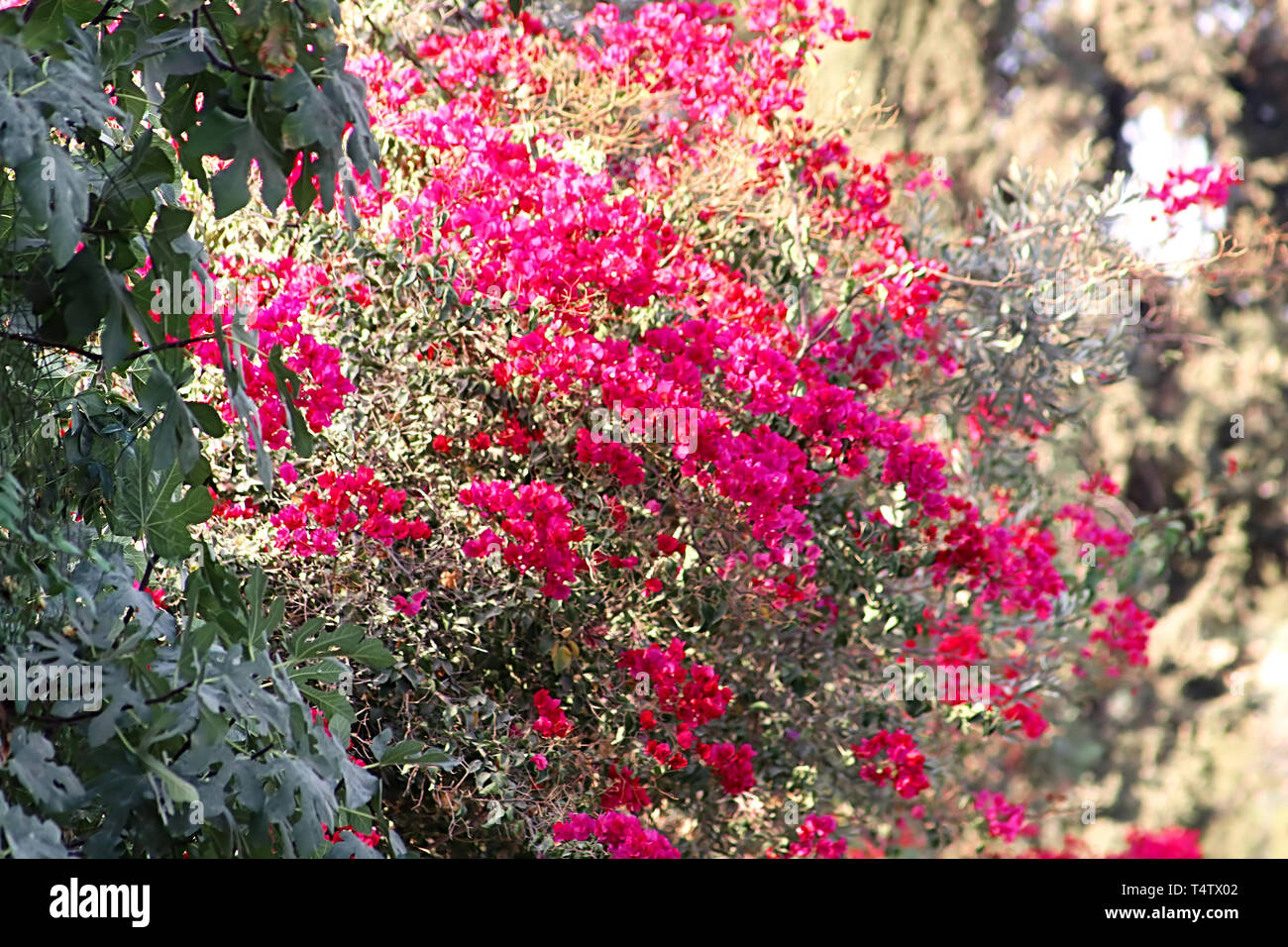 Purple flowers in Israel Stock Photo - Alamy