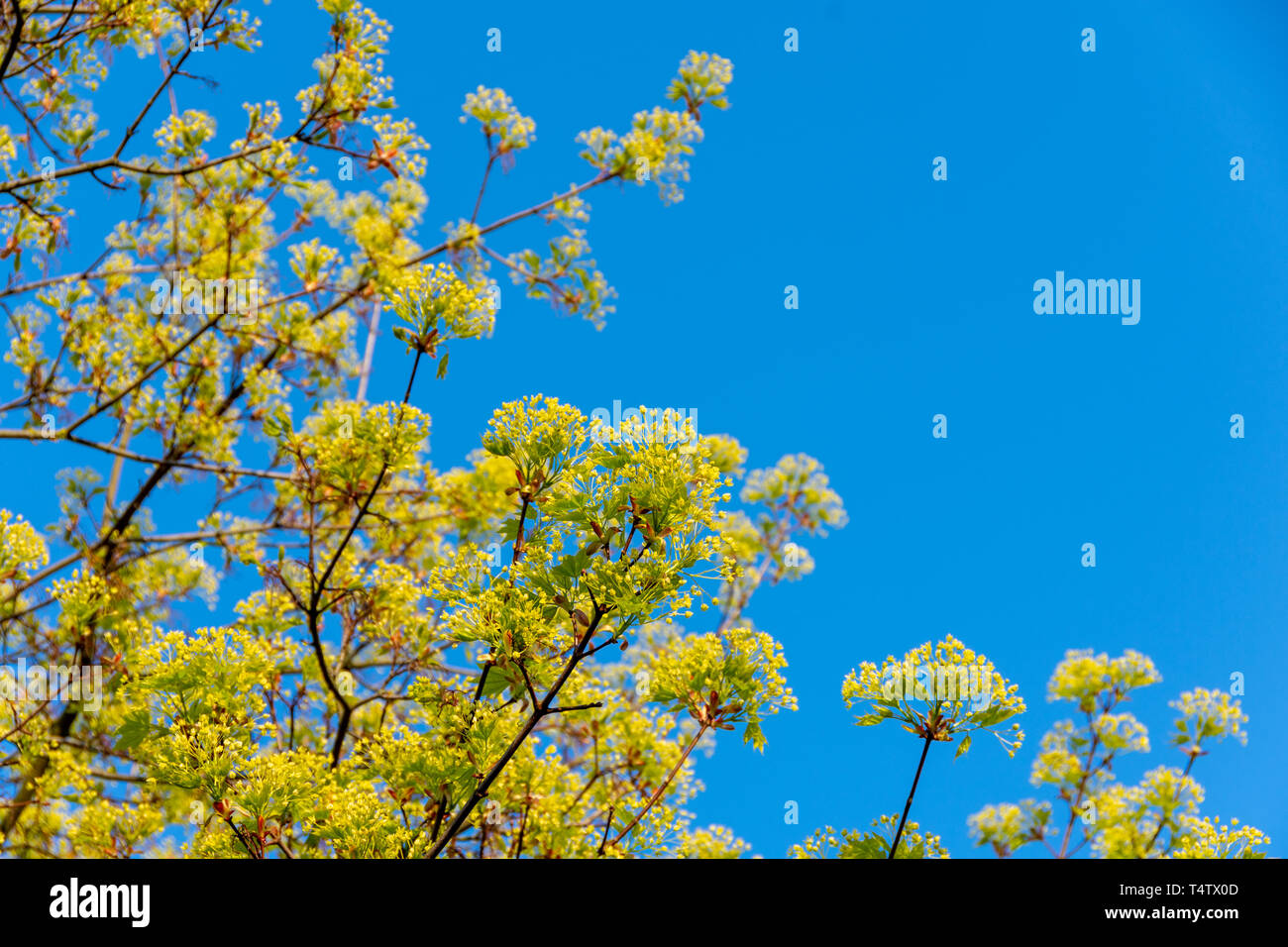 Branches of a flowering plane tree in spring Stock Photo - Alamy