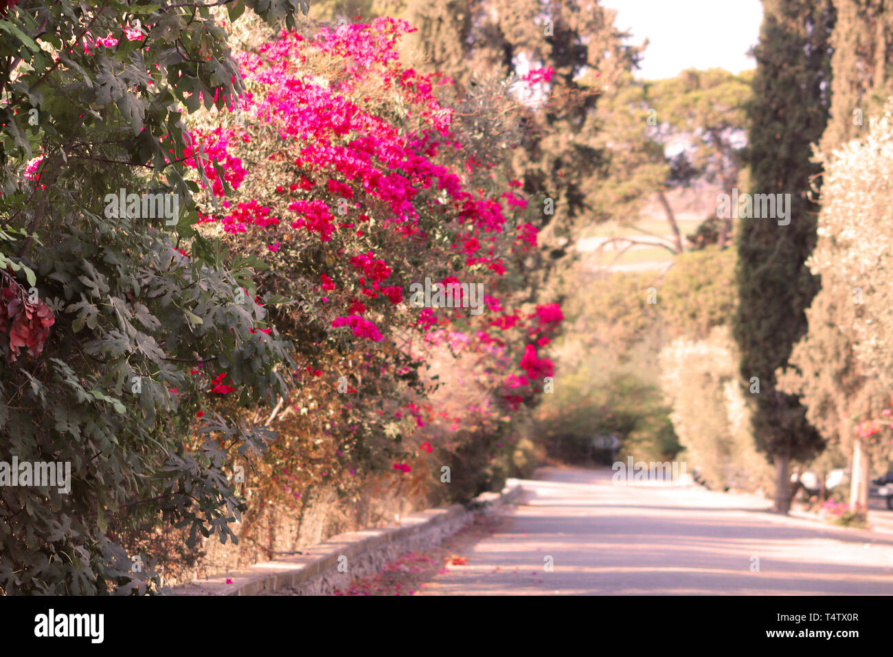 Monastery arboretum hi-res stock photography and images - Alamy