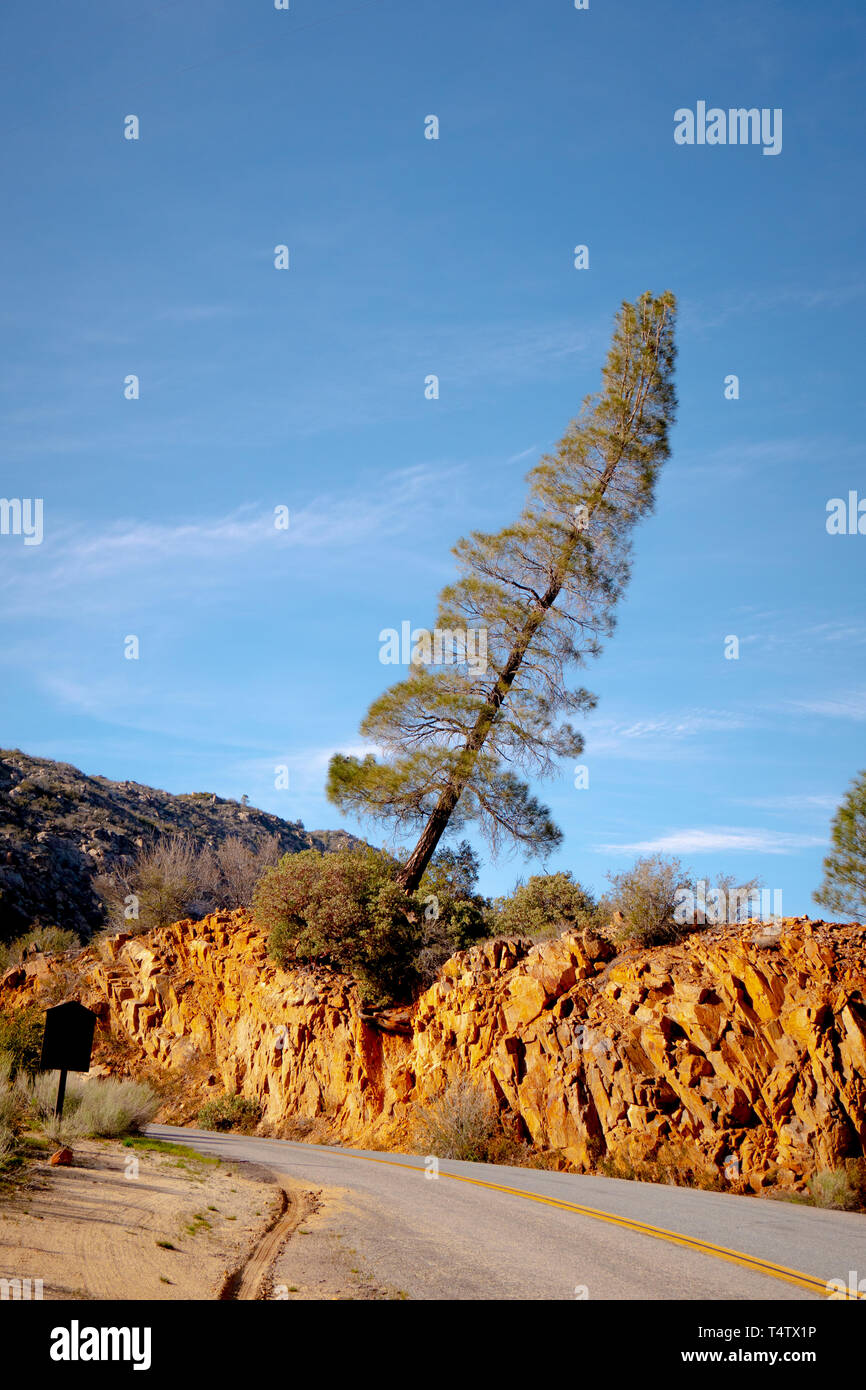 Amazing Sequoia National Forest in California Stock Photo - Alamy