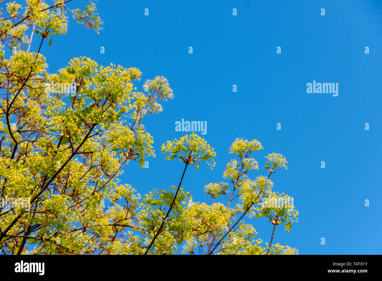 Branches of a flowering plane tree in spring Stock Photo - Alamy