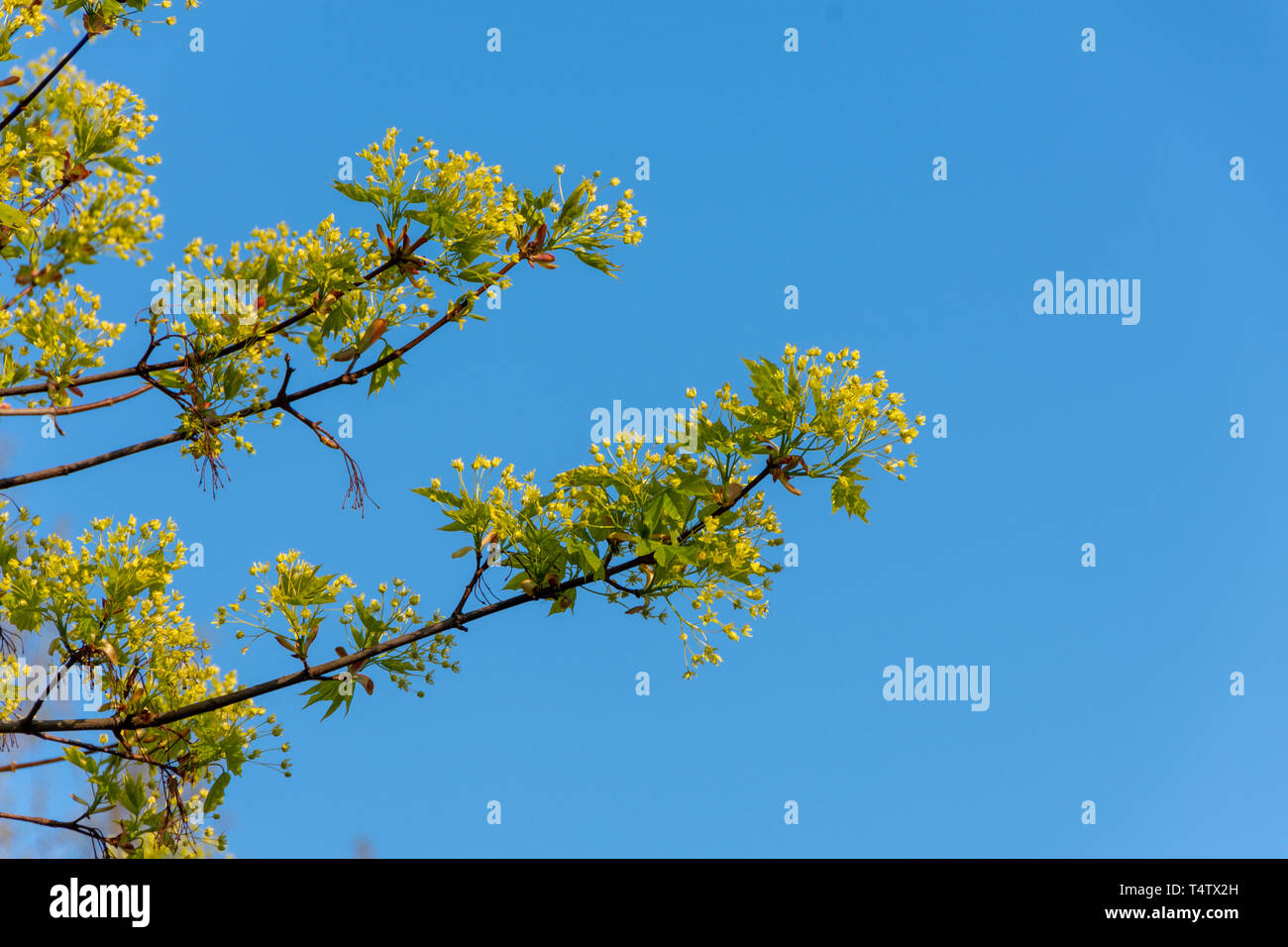 Branches of a flowering plane tree in spring Stock Photo - Alamy