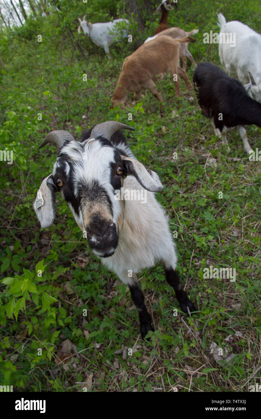 'Targeted grazing' or 'conservation grazing' goats in Southwoods Park ...