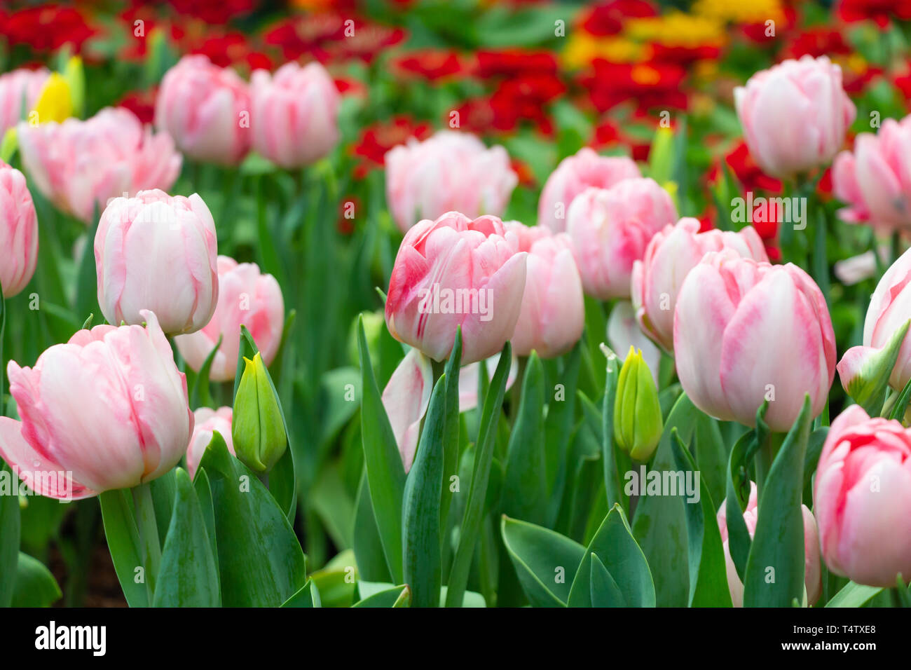 Tulip flowers in garden . Pink and red color Stock Photo - Alamy