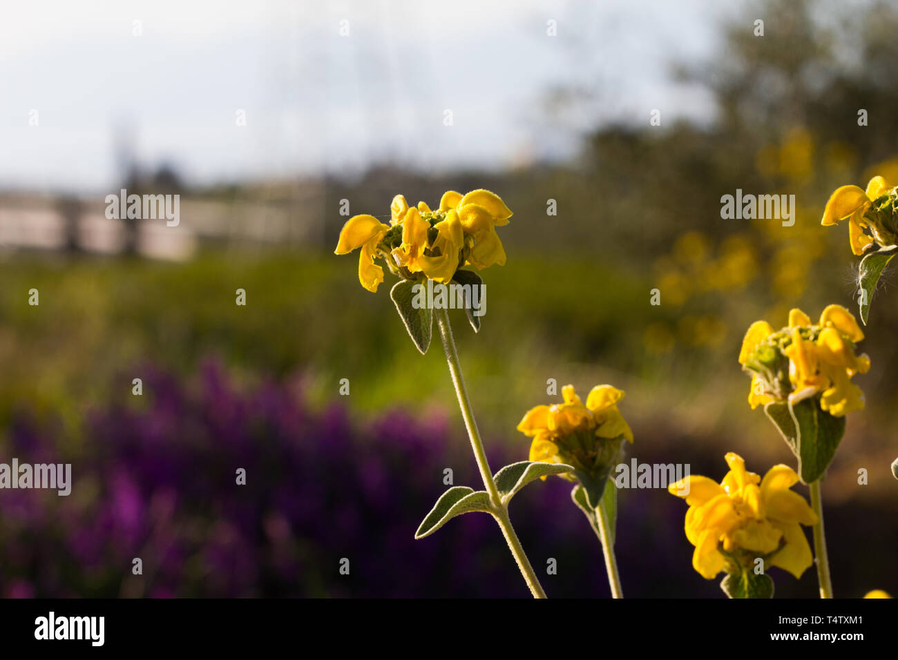Bright yellow flowers during spring time in Greece, with purple blurred ...