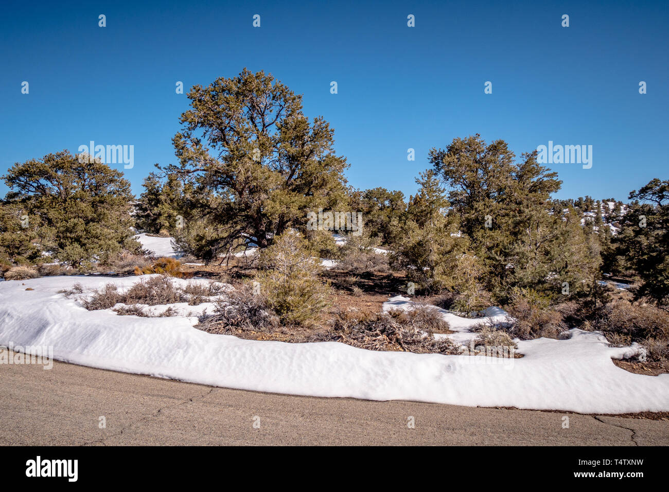Beautiful Inyo National Forest in the Sierra Nevada Stock Photo - Alamy