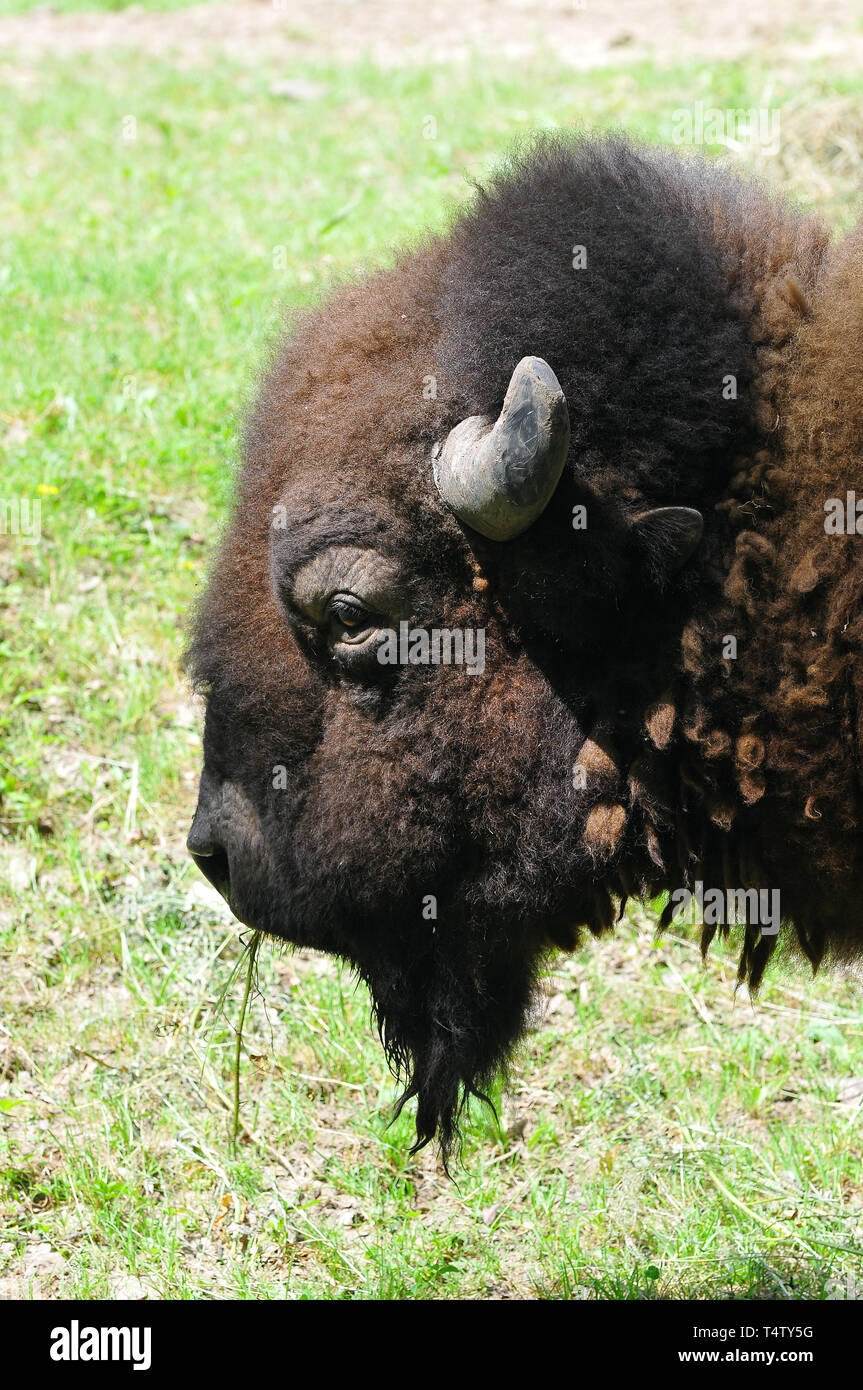 Boleny hi-res stock photography and images - Alamy