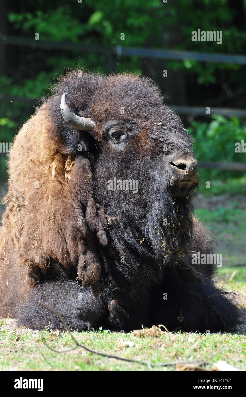 Amerikai bölény hi-res stock photography and images - Alamy