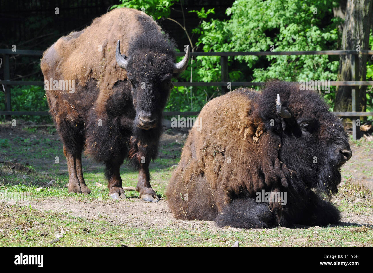 American bison, American buffalo, Amerikanische Bison, Bison bison ...