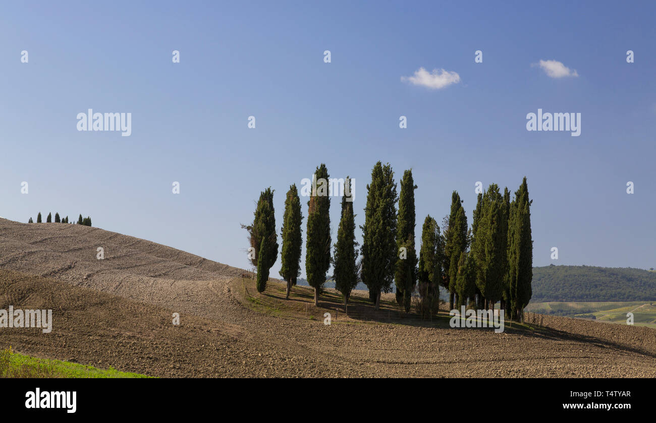 Cypresses in Val d'Orcia against a blue sky, Tuscany, Italy Stock Photo ...