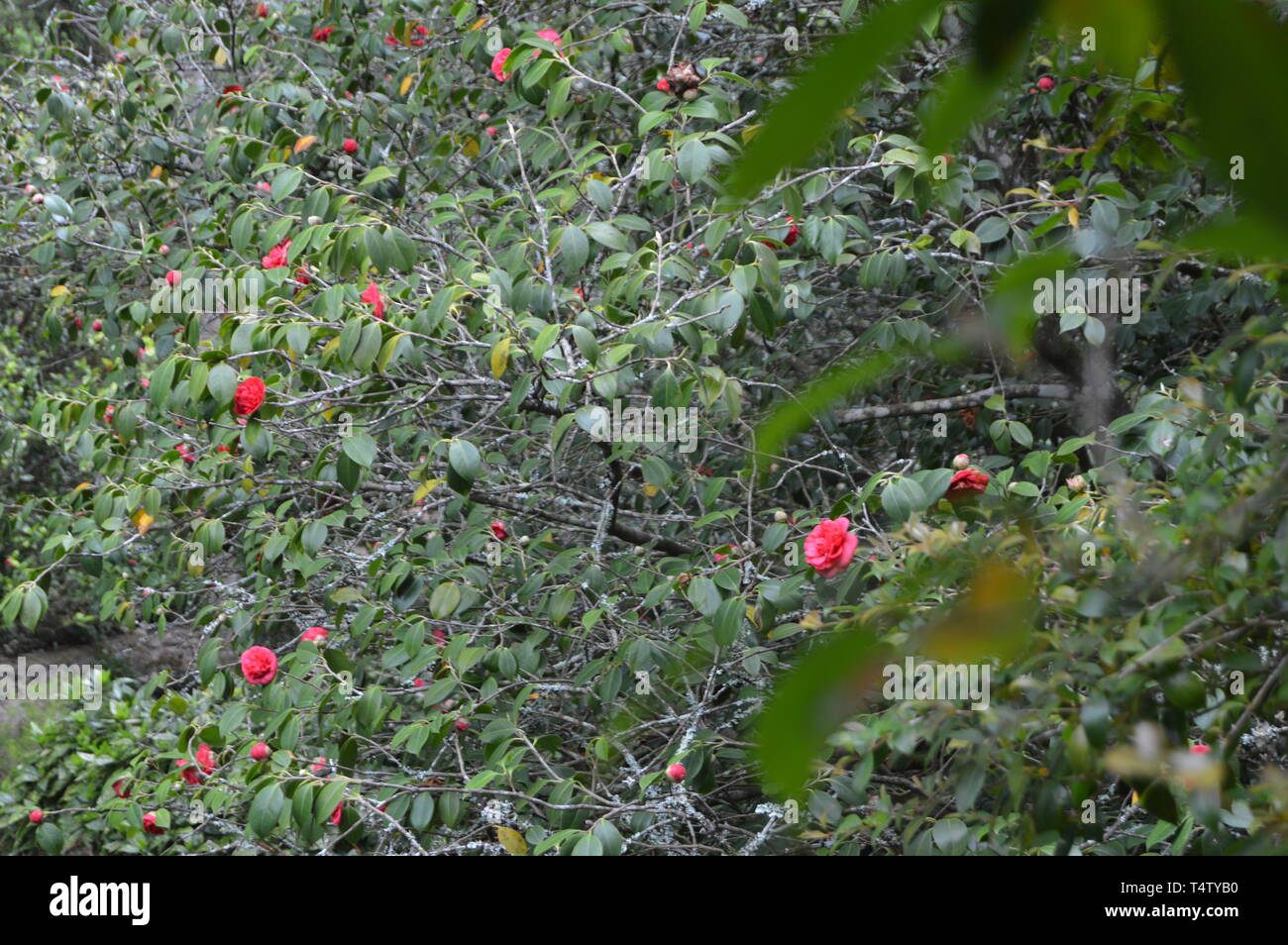 Arbust hi-res stock photography and images - Alamy