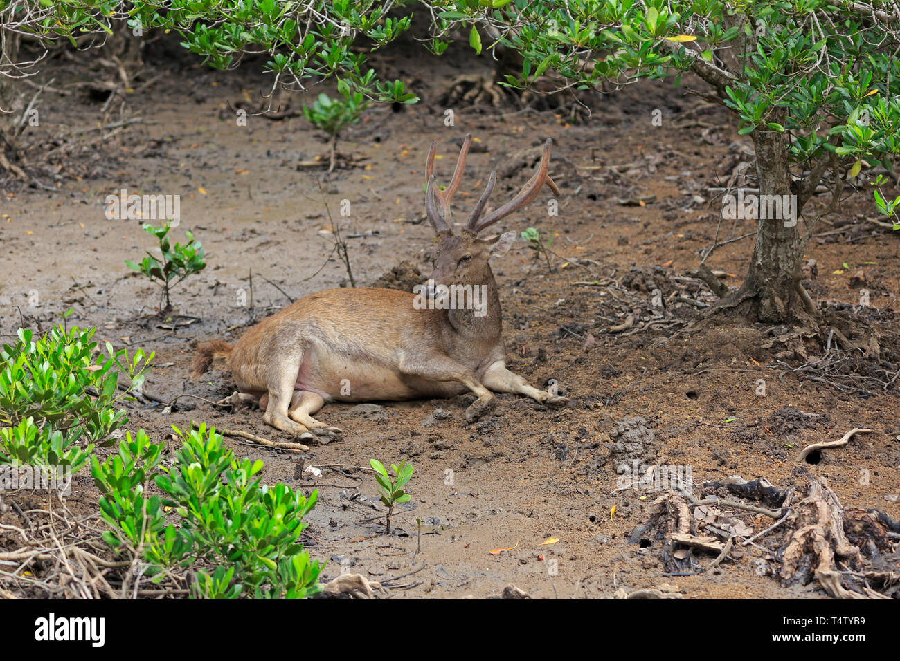 Male Timor Deer or Javan Rusa on Rinca Island Indonesia Stock Photo - Alamy