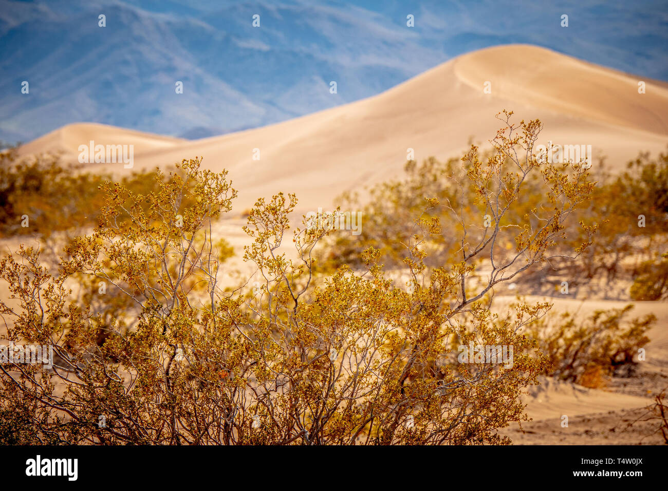 Big Sand Dunes in the desert of Nevada Stock Photo - Alamy