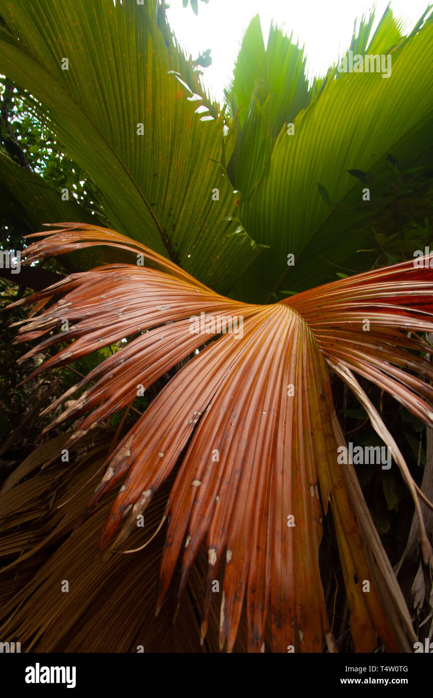close up of the Leaves of the Coco de Mer Palm tree. National Park of ...
