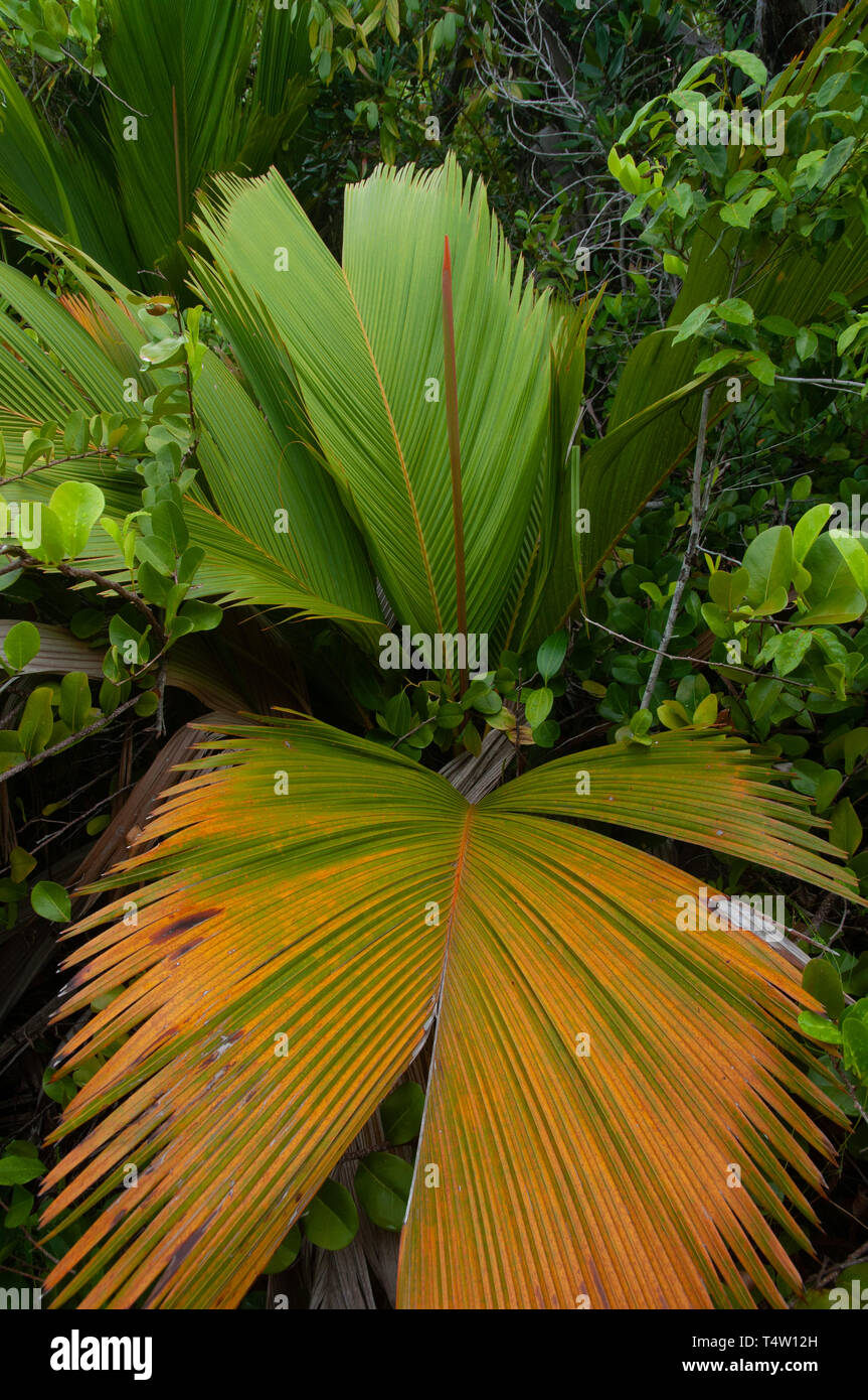 close up of the Leaves of the Coco de Mer Palm tree. National Park of ...