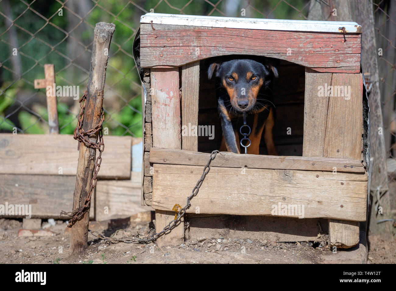 Dog on chain doghouse on hi-res stock photography and images - Alamy