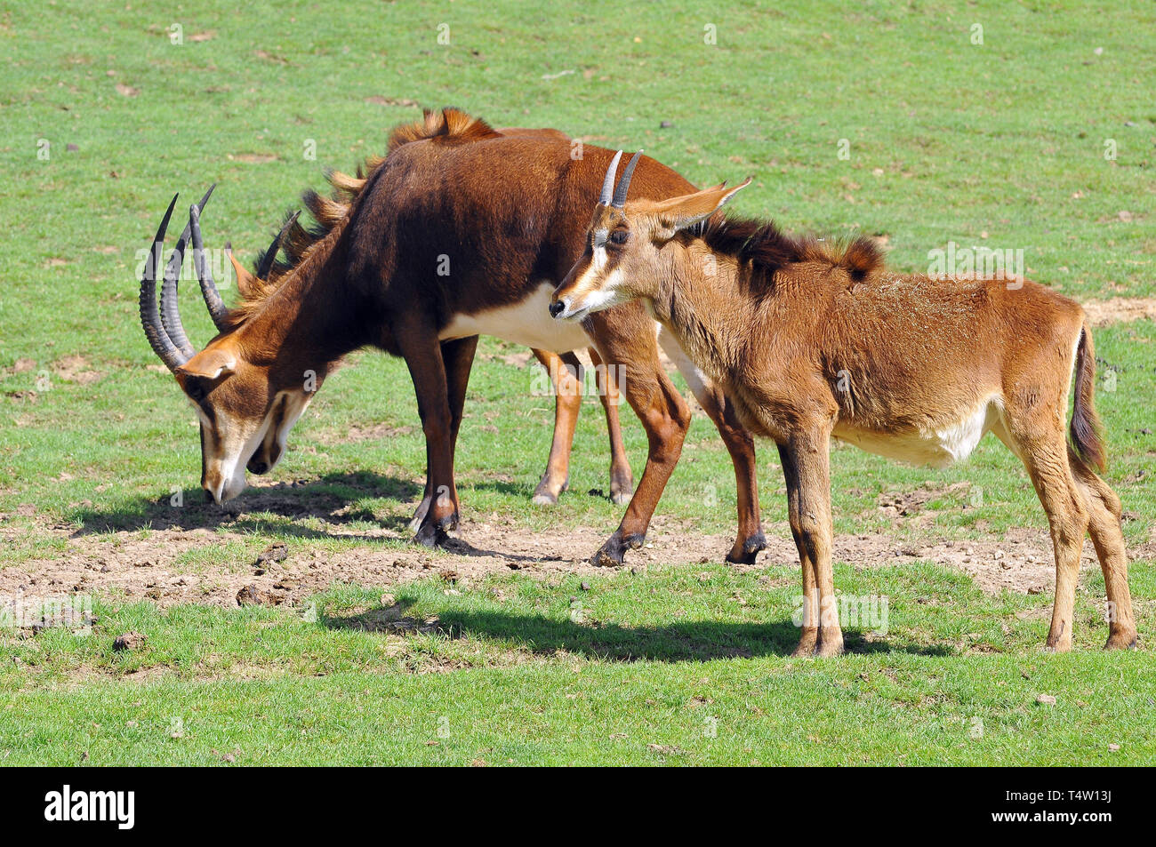sable antelope, Rappenantilope, Hippotrague noir, fekete lóantilop ...