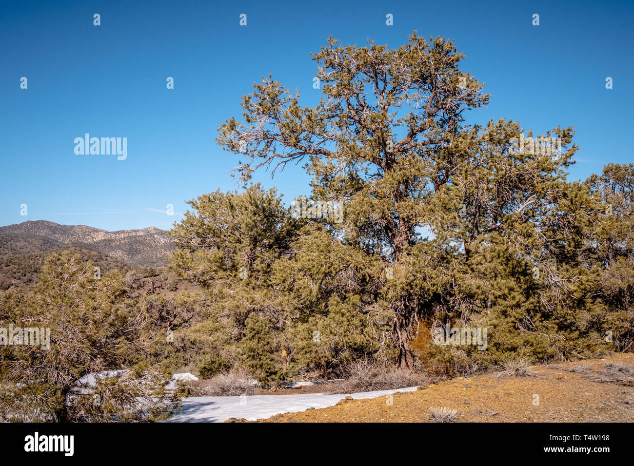 Beautiful Inyo National Forest in the Sierra Nevada Stock Photo - Alamy
