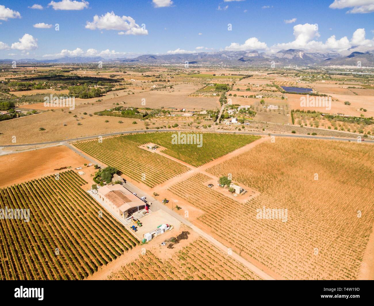 campo de vides, bodega Son Prim, Sencelles, Pla de Mallorca, Mallorca ...