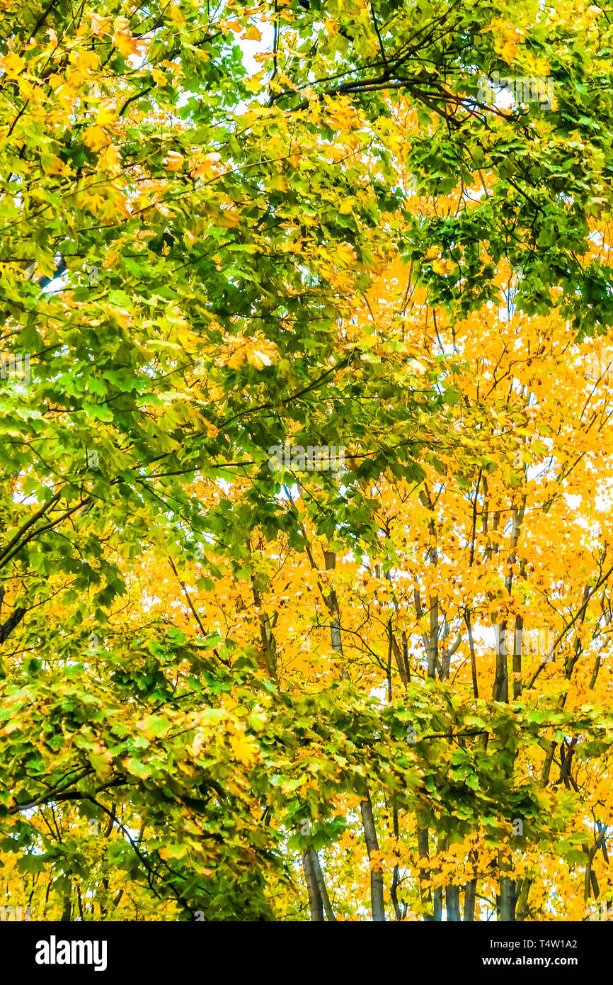 Fall beauty, weather and seasons concept - Autumn nature scene ...