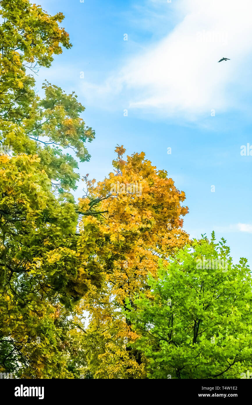 Fall beauty, weather and seasons concept - Autumn nature scene ...