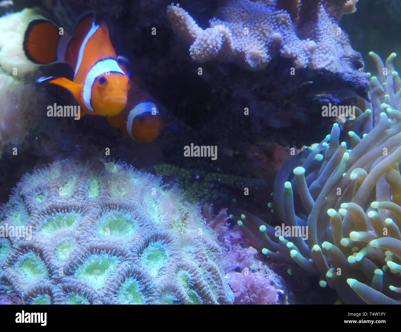 Two clown fish swimming hi-res stock photography and images - Alamy