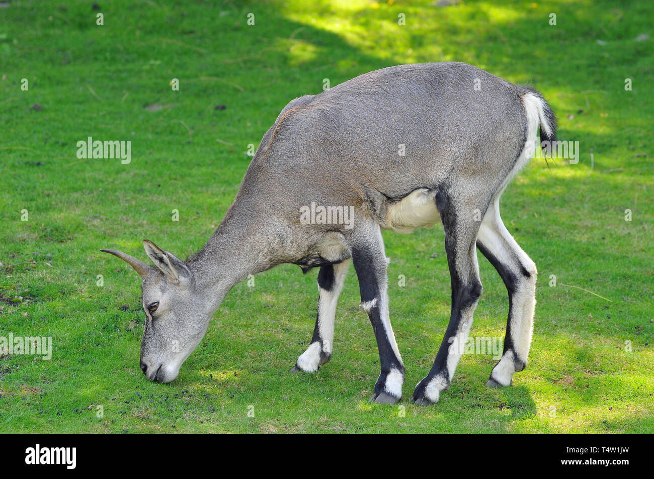 Asian blue sheep hi-res stock photography and images - Alamy