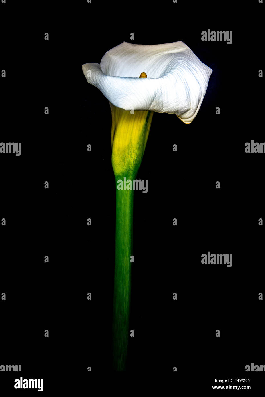 Lily master hi-res stock photography and images - Alamy