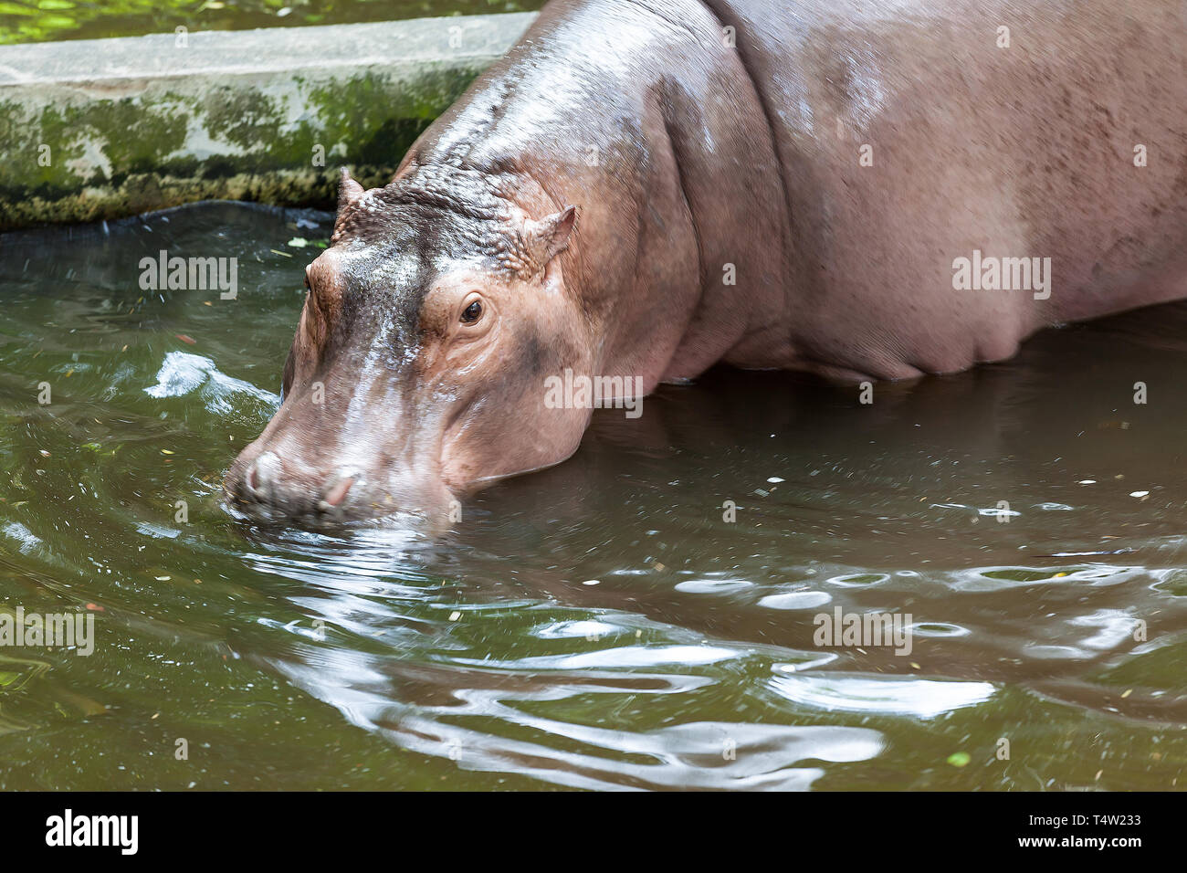 Hippo reflection hi-res stock photography and images - Alamy
